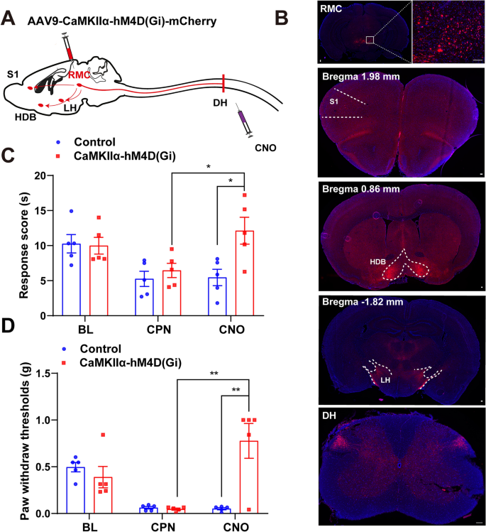 A Novel Long-range Excitatory Neural Circuit from the Magnocellular Red ...