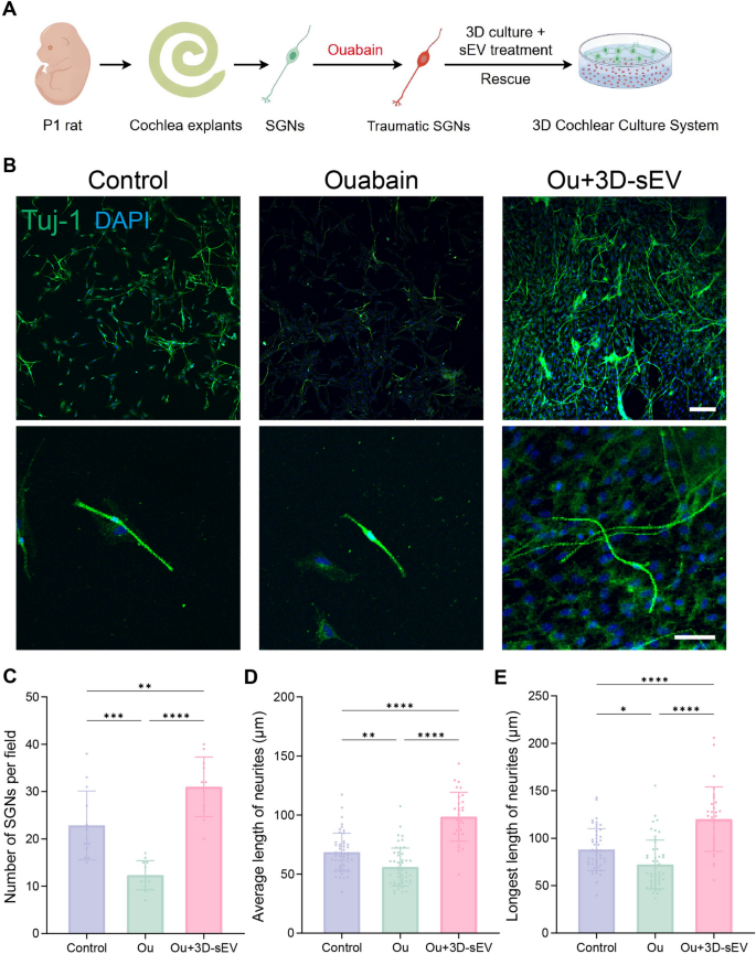MSC-sEV Promote Regeneration of Cochlear Spiral Ganglion Neurons and ...