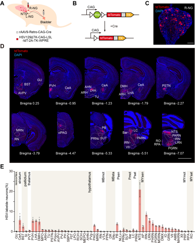 A Non-spinal Neural Circuit for Transmitting Information of Bladder ...