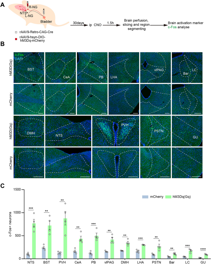 A Non-spinal Neural Circuit for Transmitting Information of Bladder ...