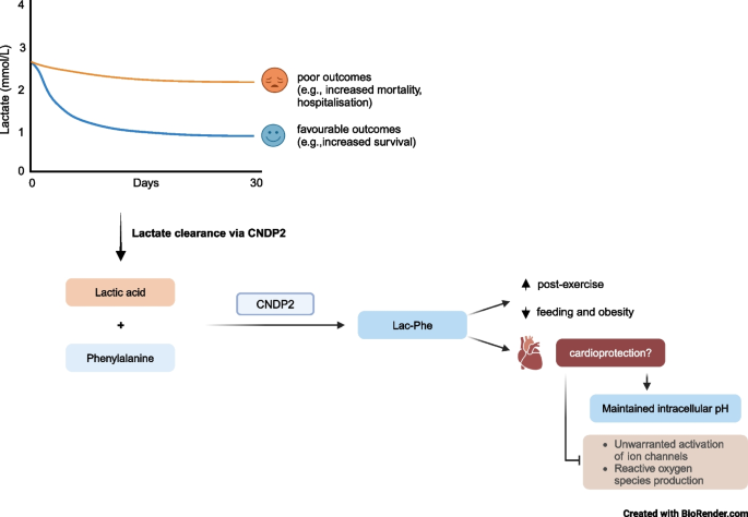 CNDP2: An Enzyme Linking Metabolism and Cardiovascular Diseases ...