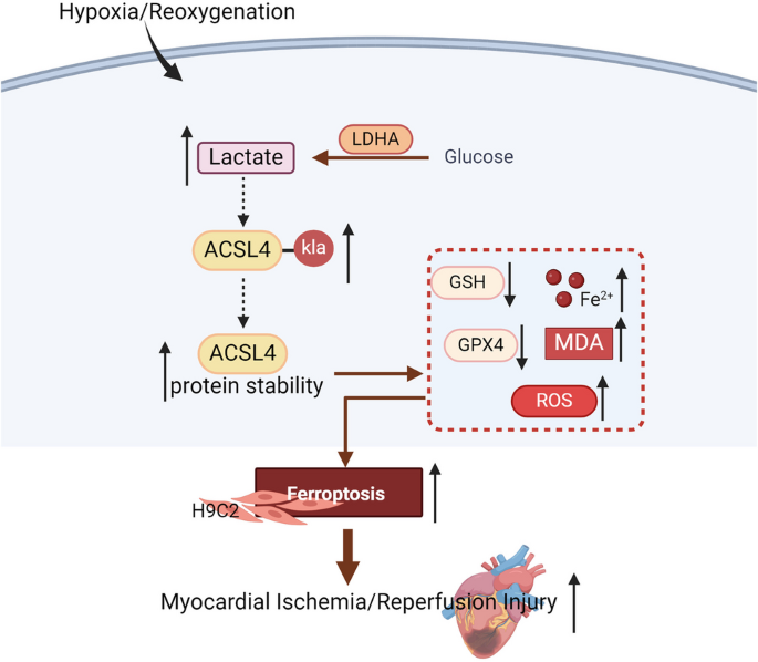 Hypoxia Aggravates Myocardial Ischemia/Reperfusion Injury Through the ...