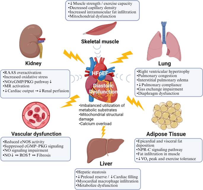 Systemic Interactions in HFpEF: A Multiorgan Perspective on Pathways ...