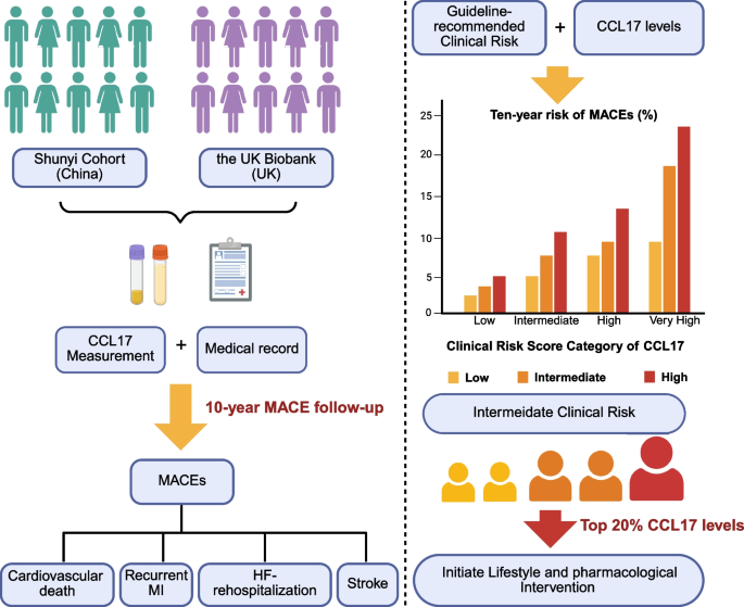 CCL17 as an Inflammatory Biomarker Enhances Cardiovascular Risk ...
