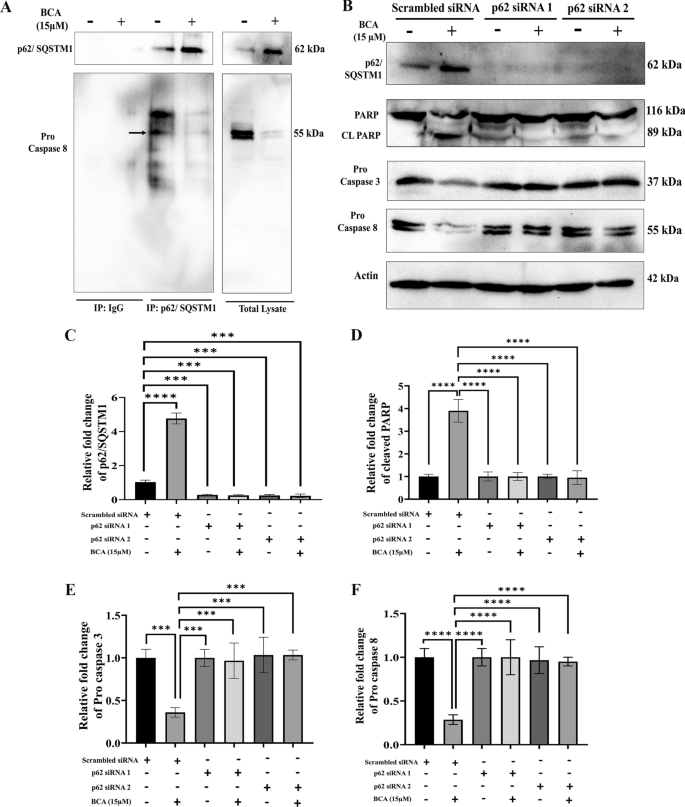 p62/SQSTM1 signaling nexus and orchestration of ERK and mTOR pathways ...