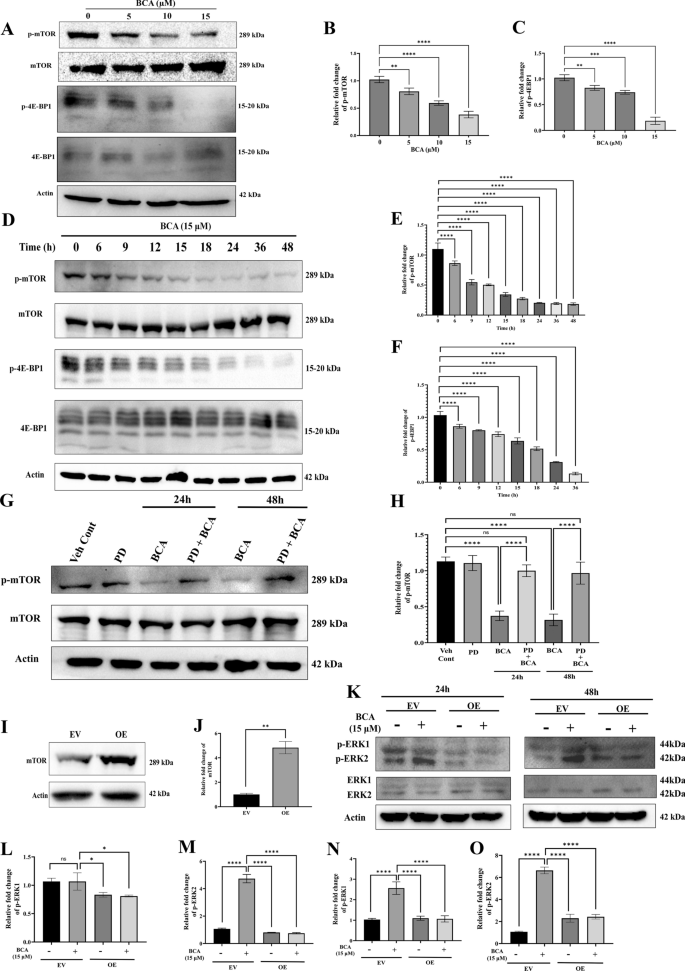 p62/SQSTM1 signaling nexus and orchestration of ERK and mTOR pathways ...