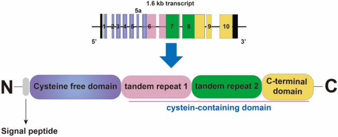 Extracellular matrix protein 1 in cancer: multifaceted roles in tumor ...