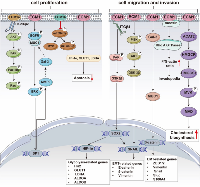 Extracellular matrix protein 1 in cancer: multifaceted roles in tumor ...
