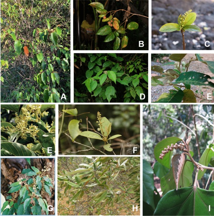 Diterpenoids from the genus Croton and their biological activities ...