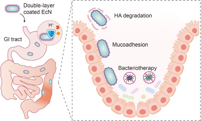Double-layer probiotic encapsulation for enhanced bacteriotherapy ...