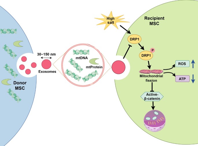 Mitochondrial components transferred by MSC-derived exosomes promoted ...