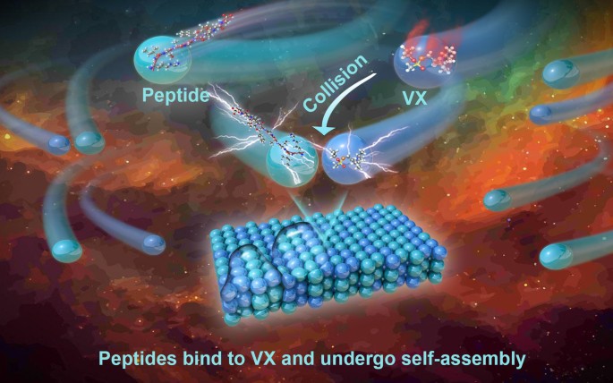 The sequence-dependent morphology of self-assembly peptides after ...