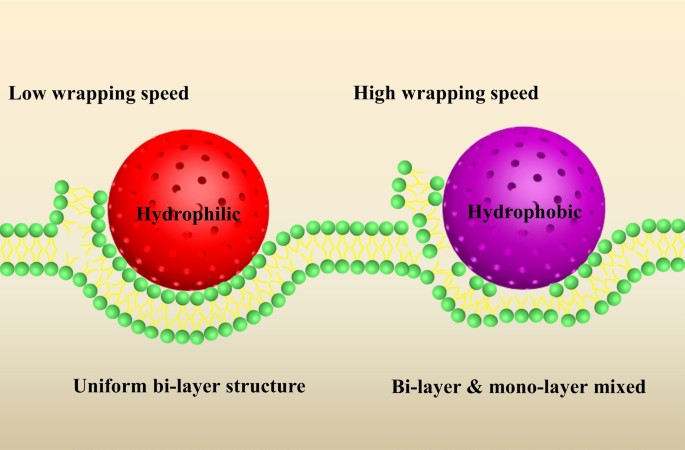 Amphipathicity mediated endocytosis of mesoporous silica nanoparticles ...