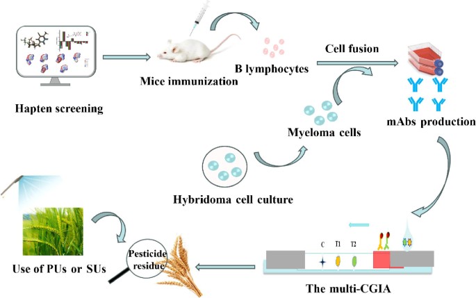 A multi-colloidal gold immunochromatography assay for rapid and ...