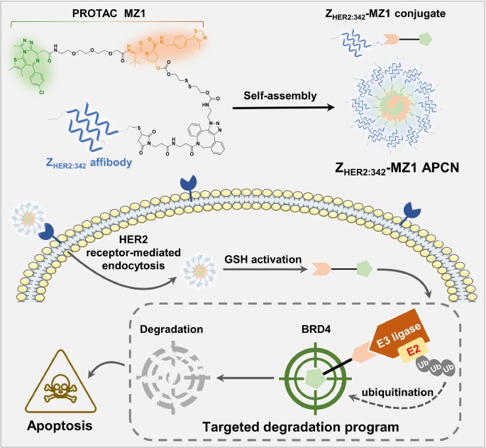 A self-assembled affibody-PROTAC conjugate nanomedicine for targeted ...