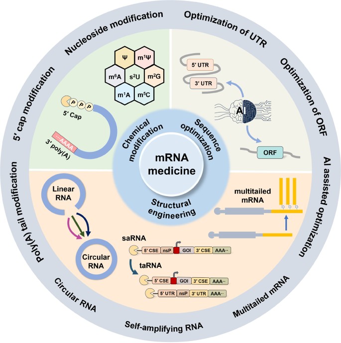 mRNA medicine: Recent progresses in chemical modification, design, and ...