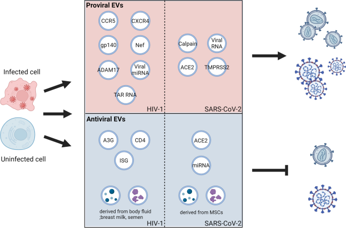 The Role of Extracellular Vesicles in Pandemic Viral Infections ...