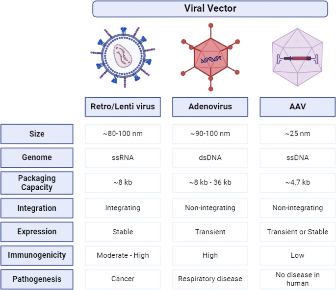 Adenoviral Vector System: A Comprehensive Overview of Constructions ...