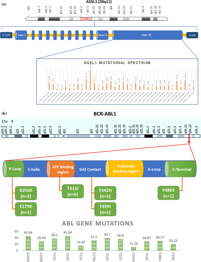 Significance of Somatic Mutation Profiling in CML Beyond BCR-ABL: A Retrospective Study of the ...