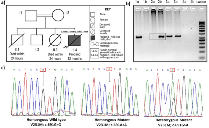 Clinical, Biochemical and Molecular Findings of Two PMM2-CDG Cases from ...