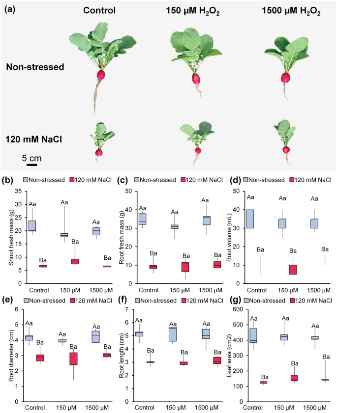 Hydrogen peroxide and salt stress in radish: effects on growth ...