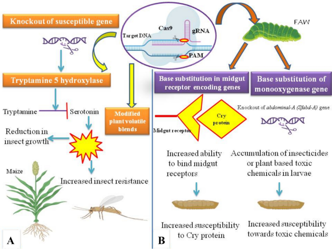 CRISPR/Cas9-mediated genome editing technique to control fall armyworm ...