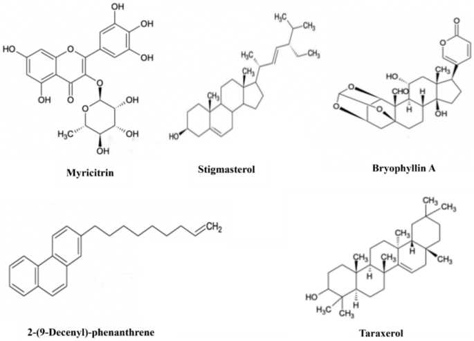 Bryophyllum pinnatum (Lam.) Oken: unravelling therapeutic potential and ...