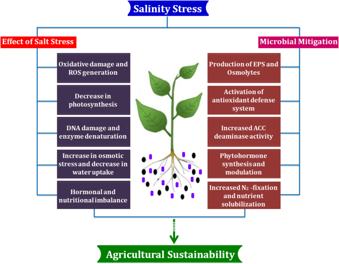 Mechanistic insights of plant–microbe interactions for enhancing the ...