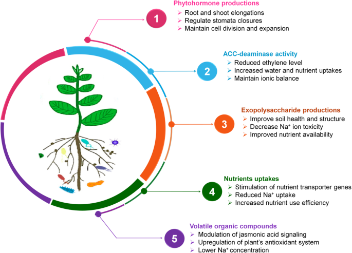 Mechanistic insights of plant–microbe interactions for enhancing the ...