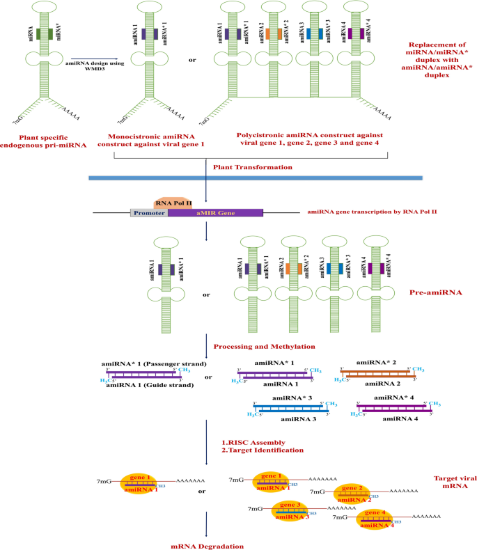 RNA silencing: the future potential strategy for engineering virus ...