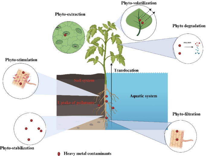 Phytoremediation of heavy metal-contaminated sites: mechanisms ...