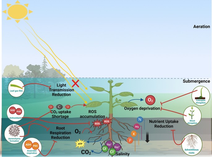 Submergence stress in plants: molecular mechanisms, physiological ...