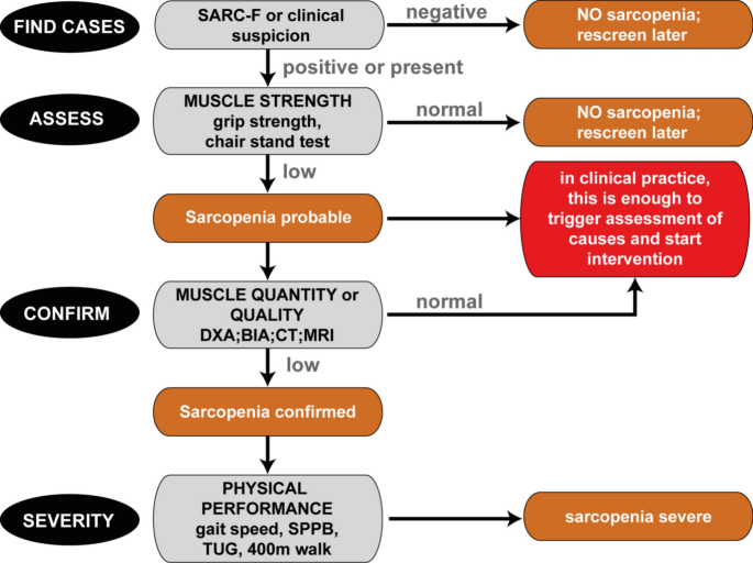 Sarcopenia: current state of knowledge and its implications in orthopaedics and traumatology for ...