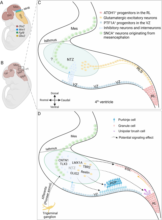 The Nuclear Transitory Zone: A Key Player in the Cerebellar Development ...