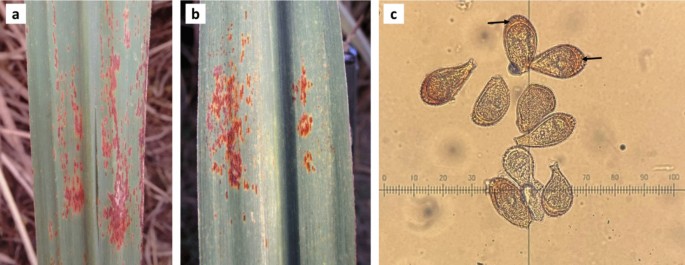 Identification of Puccinia kuehnii, the Causal Agent of Orange Rust of ...
