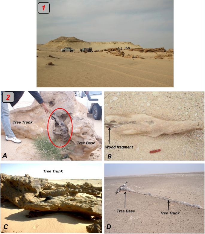 Upper Miocene Petrified Forest from As-Sahabi Area, Northeast Sirt ...