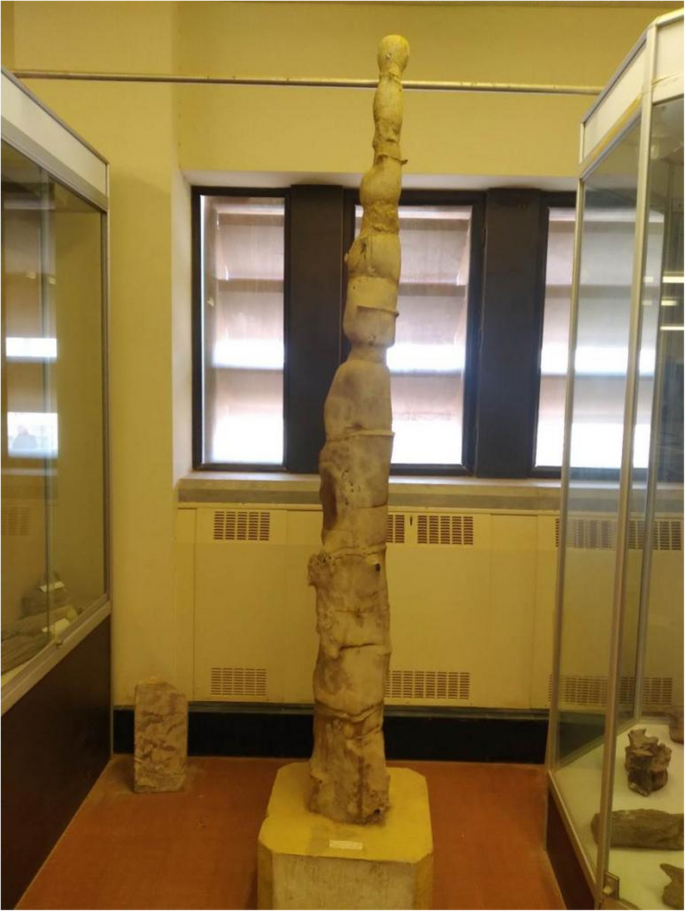 Upper Miocene Petrified Forest from As-Sahabi Area, Northeast Sirt ...