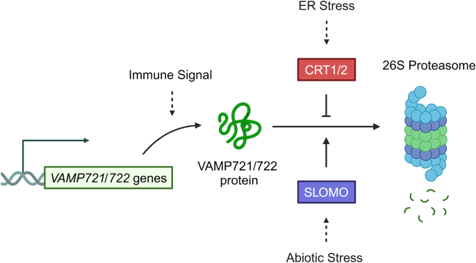 Multifunctionality of Vesicle-Associated Membrane Protein 721 and 722 ...
