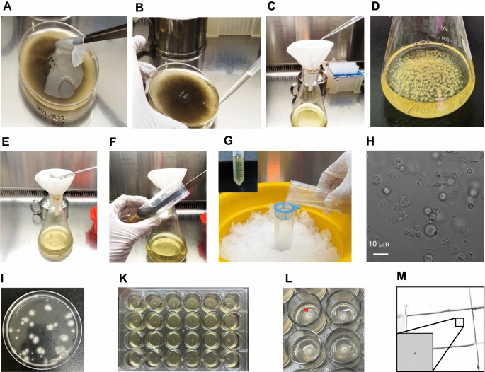 CRISPR/Cas9-Based Gene Knockout in Magnaporthe oryzae in Combination ...
