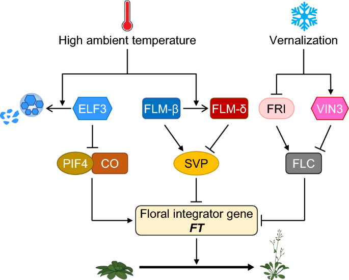 Transcriptional Regulation of Temperature-Responsive Flowering in ...
