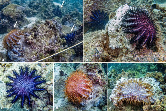 An outbreak of Acanthaster spp. in the Gulf of Oman (United Arab ...