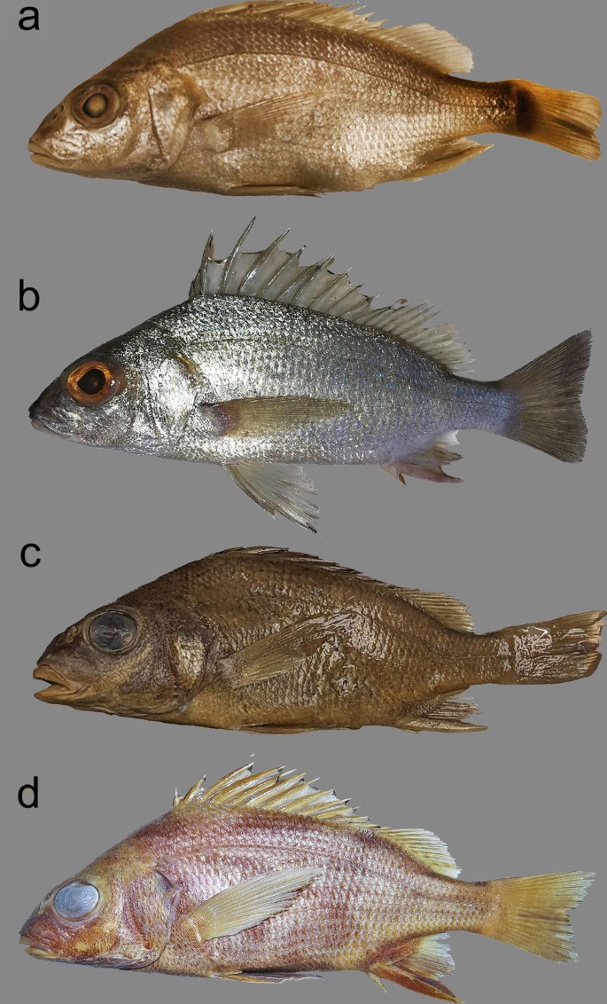 Review of the grunt genus Rhonciscus (Lutjaniformes: Haemulidae) from ...