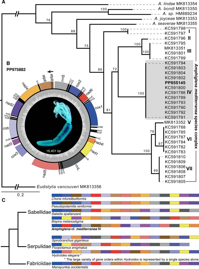 Mitochondrial genome of Amphiglena cf. mediterranea IV, a small and ...
