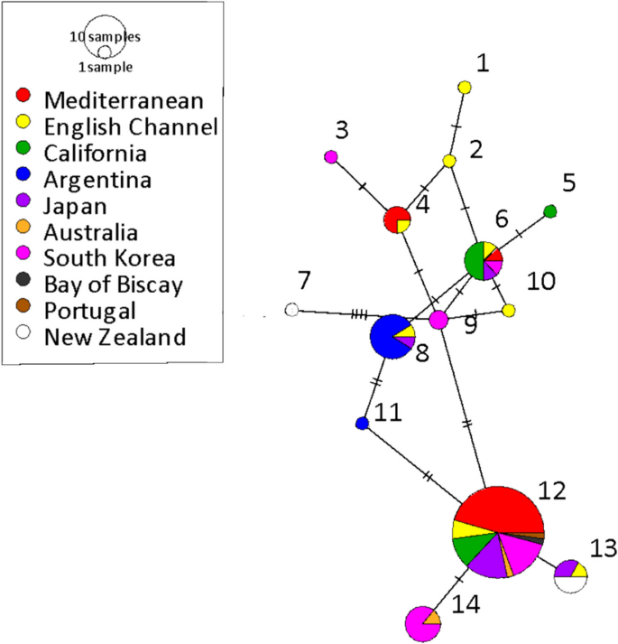 First record of the non-native colonial ascidian Botrylloides diegensis ...