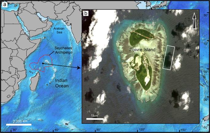 Aggregations of free-living corals facilitate reef expansion at upper ...