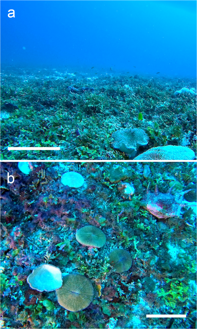 Aggregations of free-living corals facilitate reef expansion at upper ...