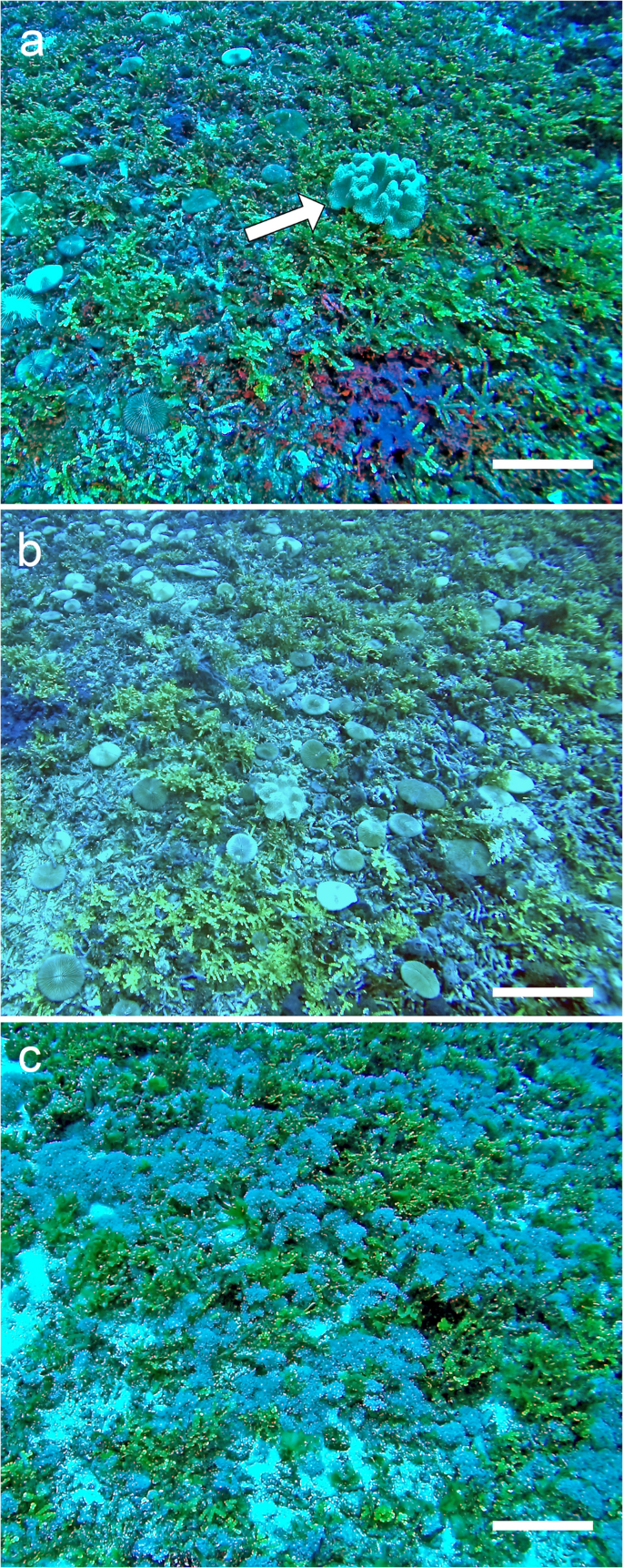 Aggregations of free-living corals facilitate reef expansion at upper ...