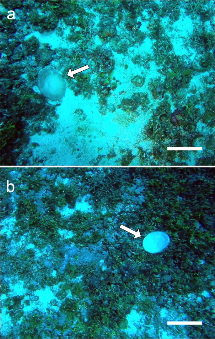 Aggregations of free-living corals facilitate reef expansion at upper ...