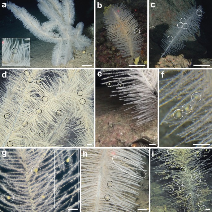 On Synagoga mira Norman, 1888 (Crustacea, Ascothoracida), associated ...