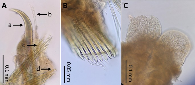 First record of the exotic polychaete Boccardiella hamata (Webster ...